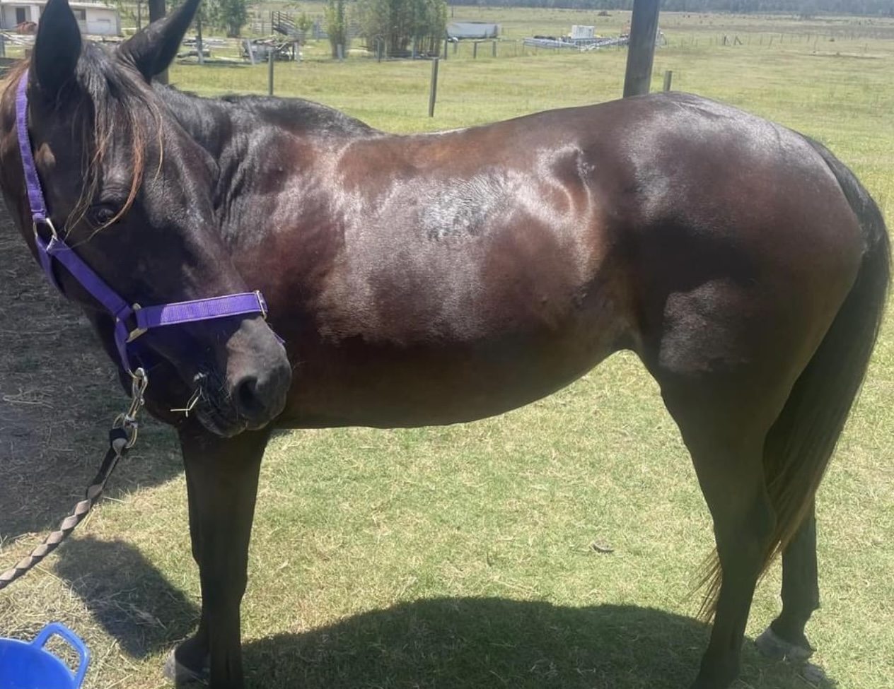 Hemp For Horses | (and Humans)