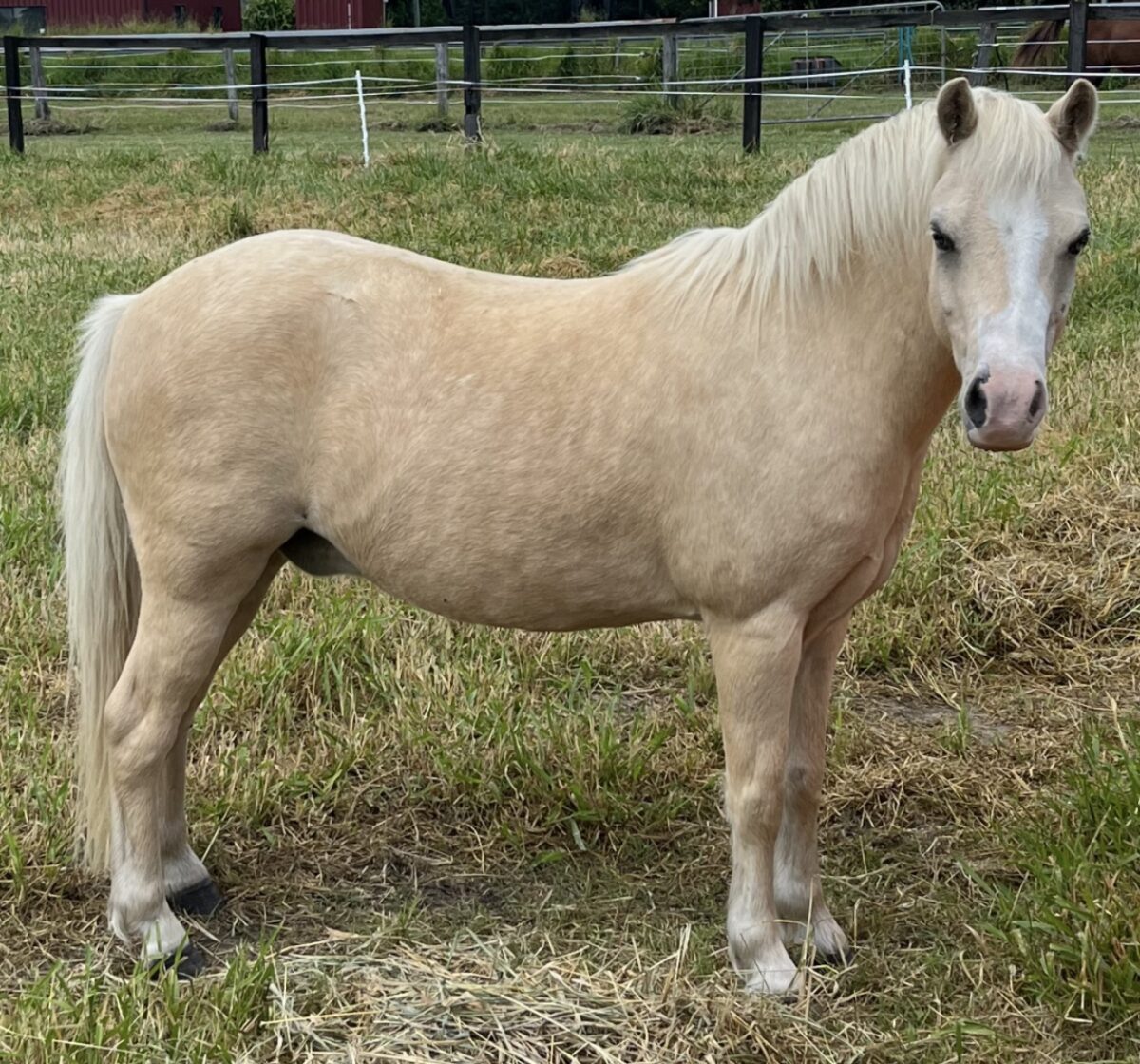 Hemp For Horses | (and Humans)